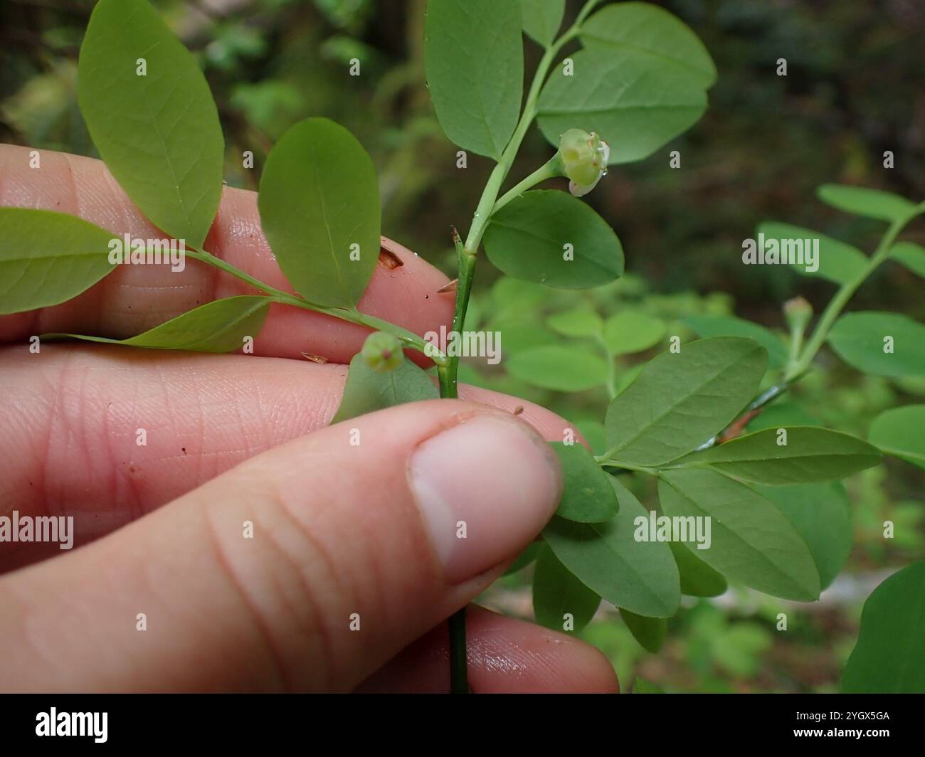 Red Huckleberry (Vaccinium parvifolium Stock Photo - Alamy