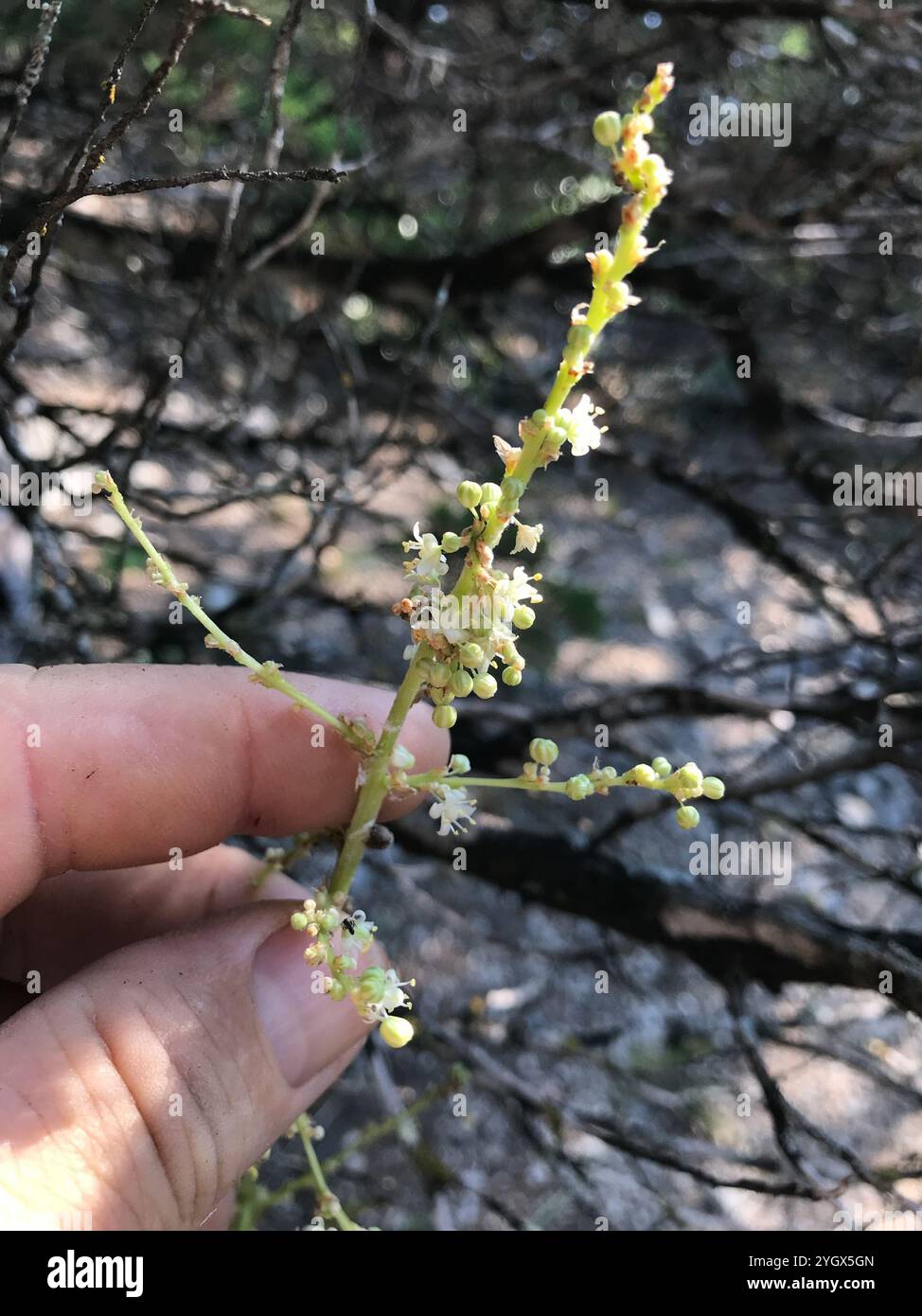 Devil's Shoestring (Nolina lindheimeriana Stock Photo - Alamy