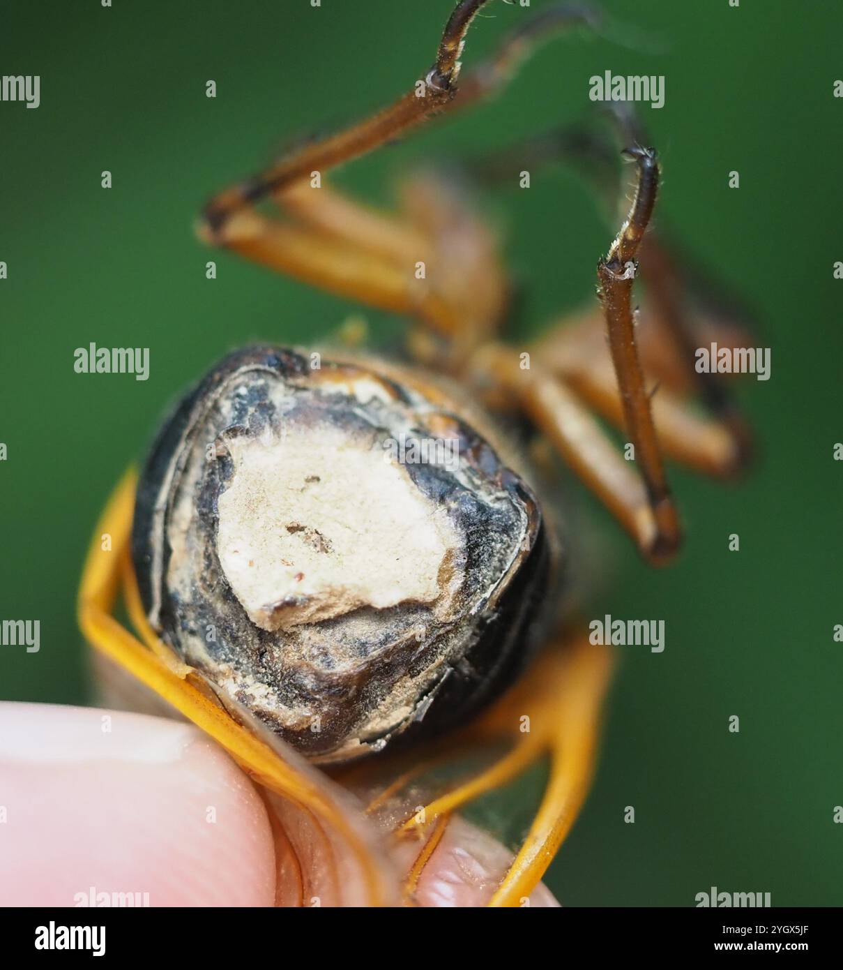 Cicadina hi-res stock photography and images - Alamy