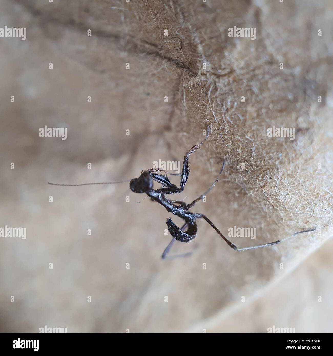 False garden mantis hi-res stock photography and images - Alamy