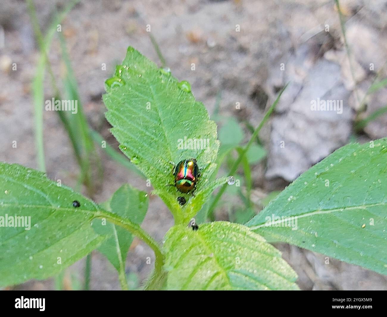 Dead-nettle Leaf Beetle (Fasta fastuosa Stock Photo - Alamy
