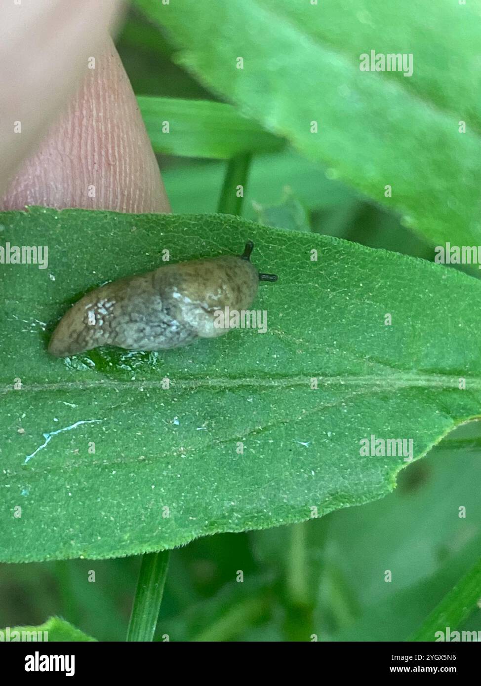 Milky Slug (Deroceras reticulatum Stock Photo - Alamy