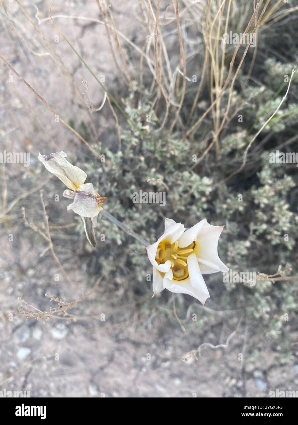 Sego lily calochortus nuttallii hi-res stock photography and images - Alamy