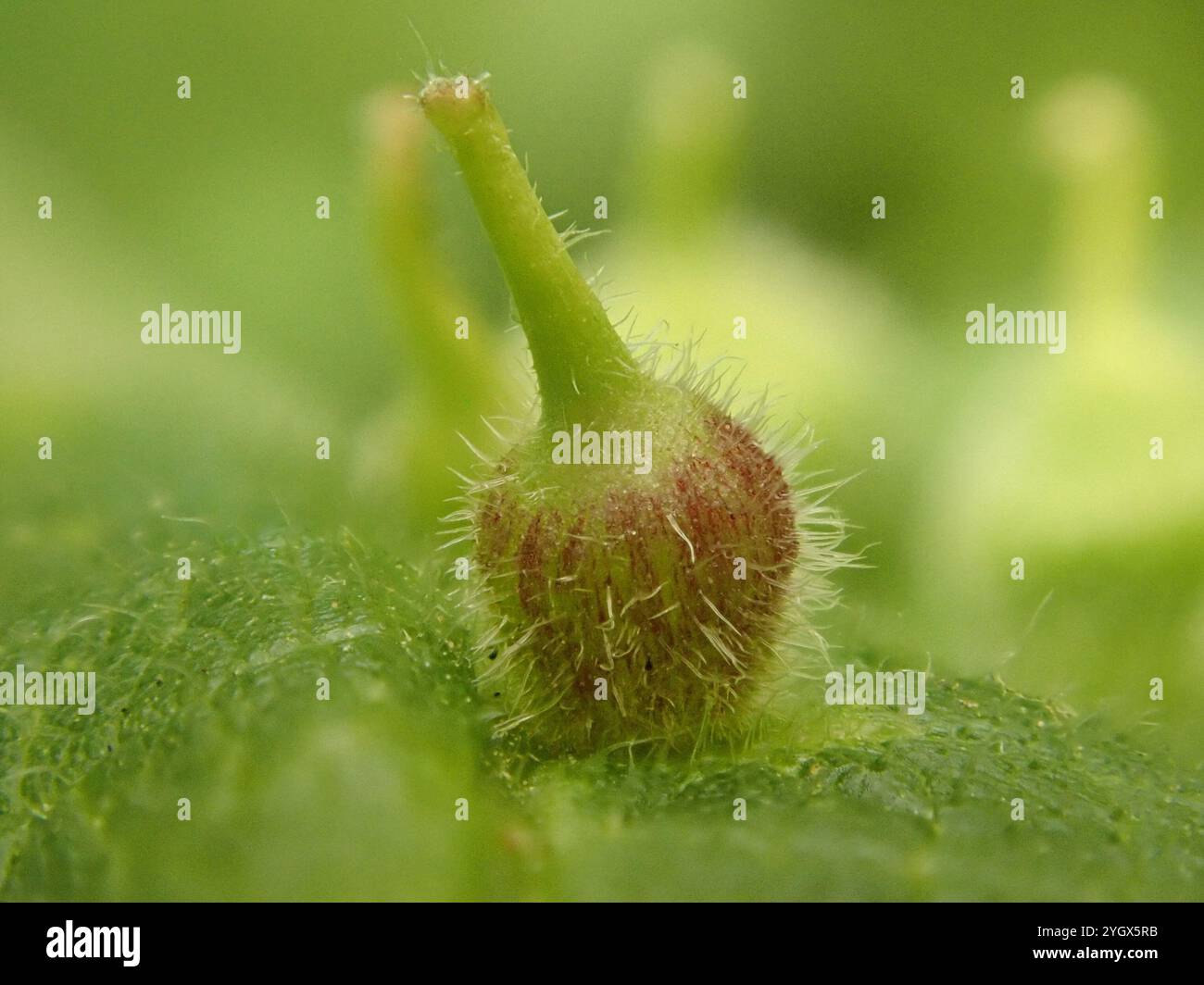 Hackberry Tenpin Gall Midge (Celticecis ovata Stock Photo - Alamy