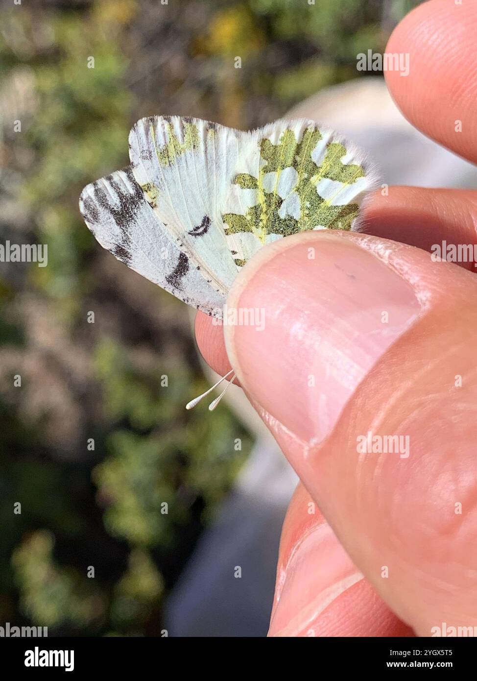Large Marble (Euchloe ausonides Stock Photo - Alamy