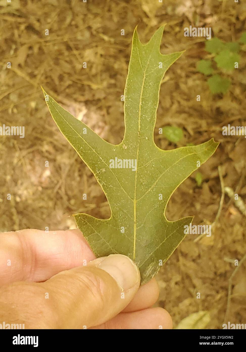 southern red oak (Quercus falcata Stock Photo - Alamy
