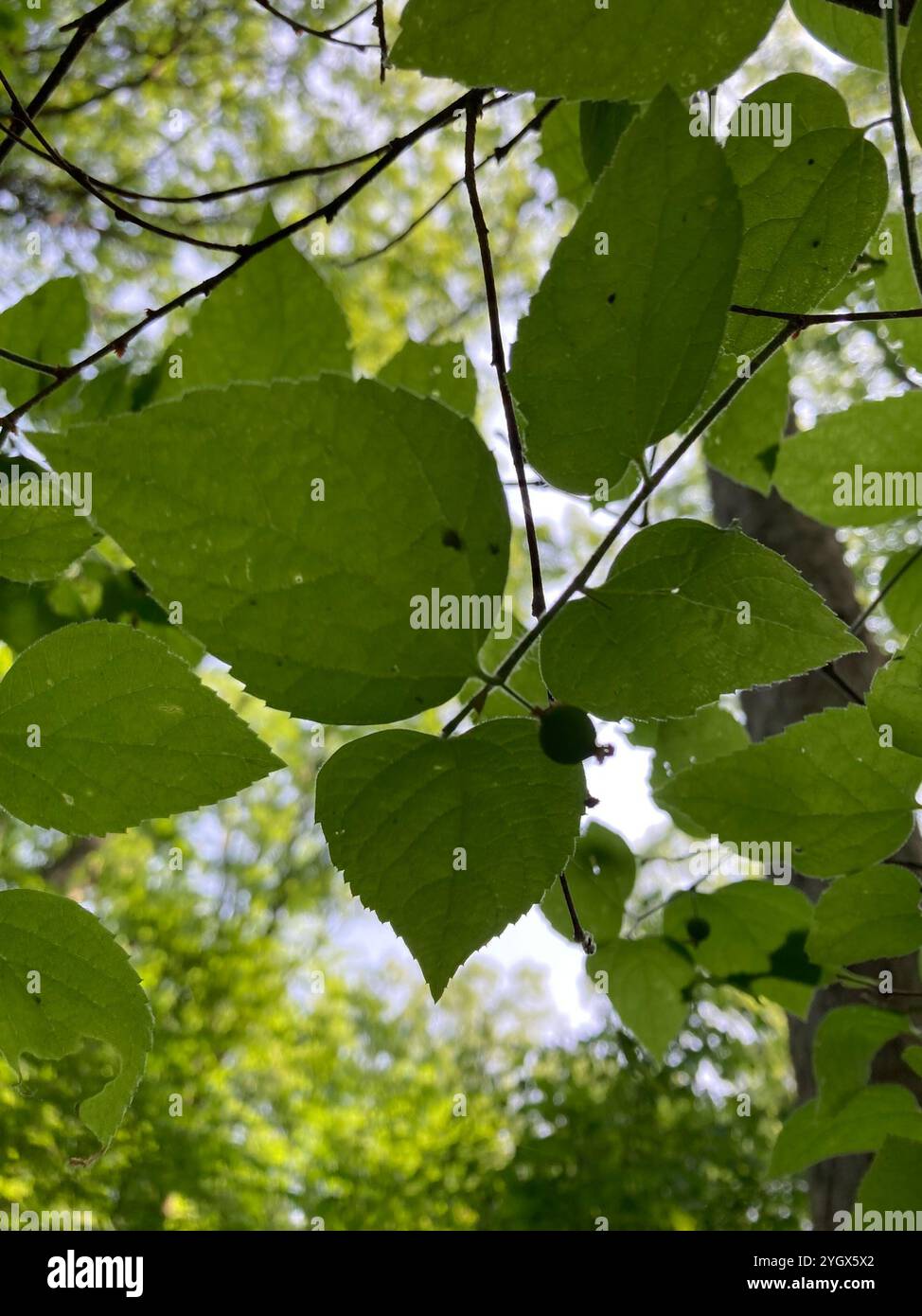 Dwarf Hackberry (Celtis tenuifolia Stock Photo - Alamy