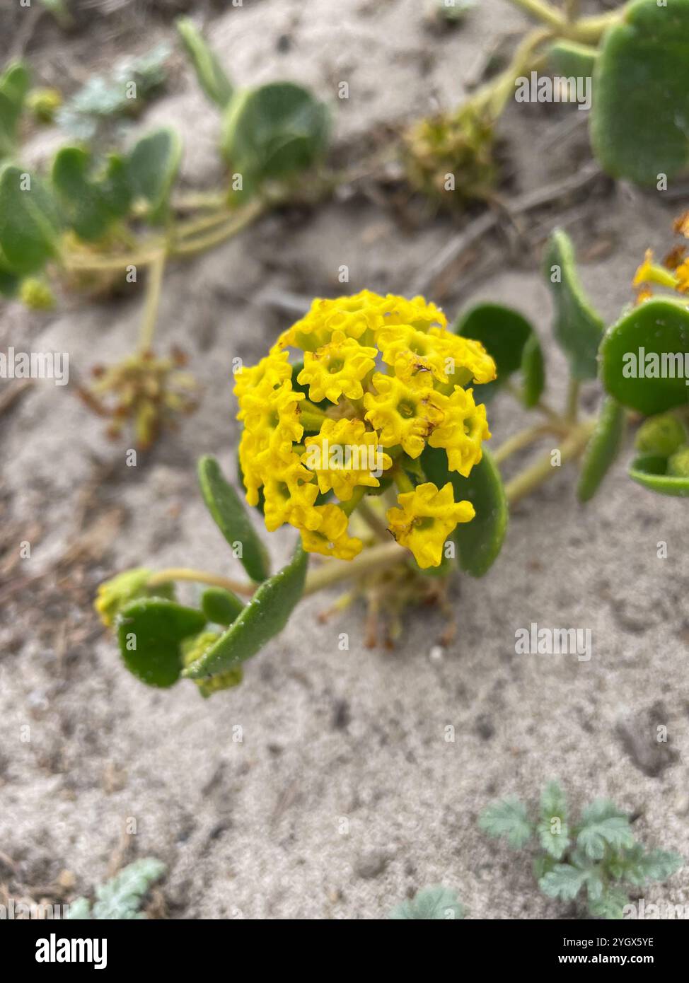 Yellow sand verbena hi-res stock photography and images - Alamy