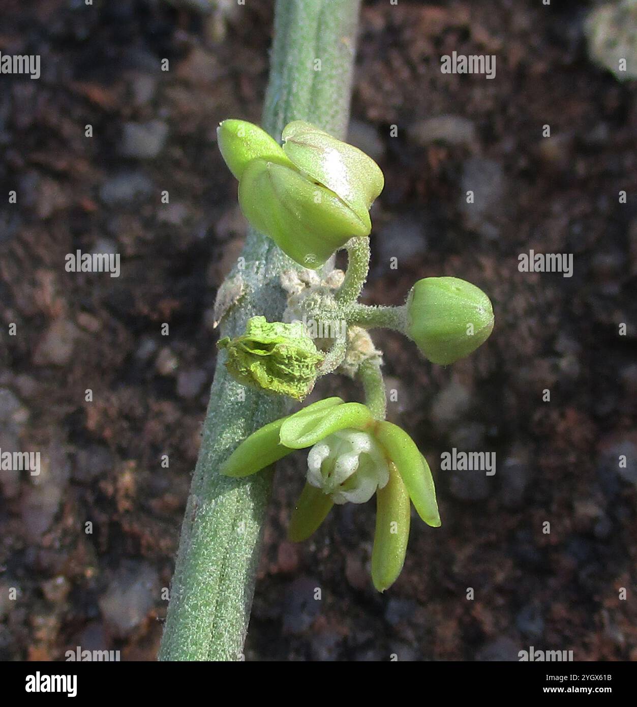 Caustic vine hi-res stock photography and images - Alamy