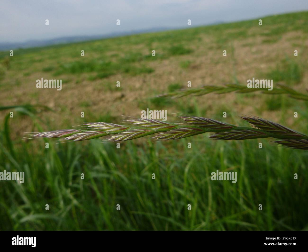 Italian Ryegrass (Lolium multiflorum Stock Photo - Alamy
