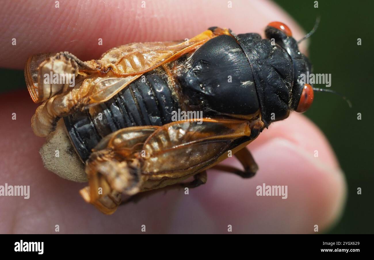 Flying saltshaker fungus (Massospora cicadina Stock Photo - Alamy