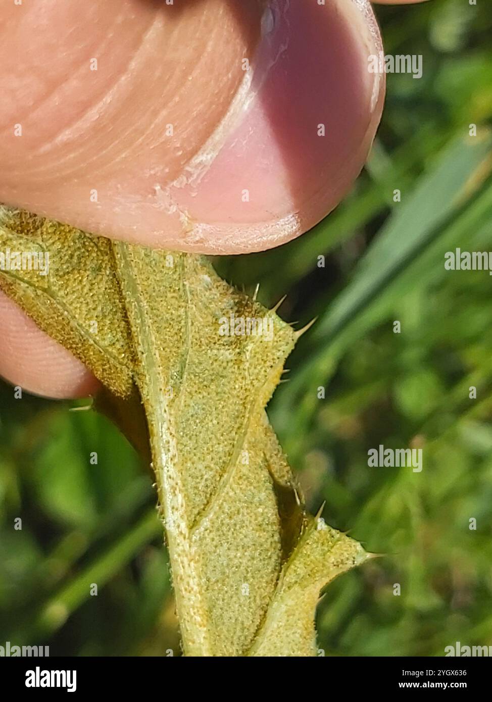 thistle rust (Puccinia suaveolens Stock Photo - Alamy