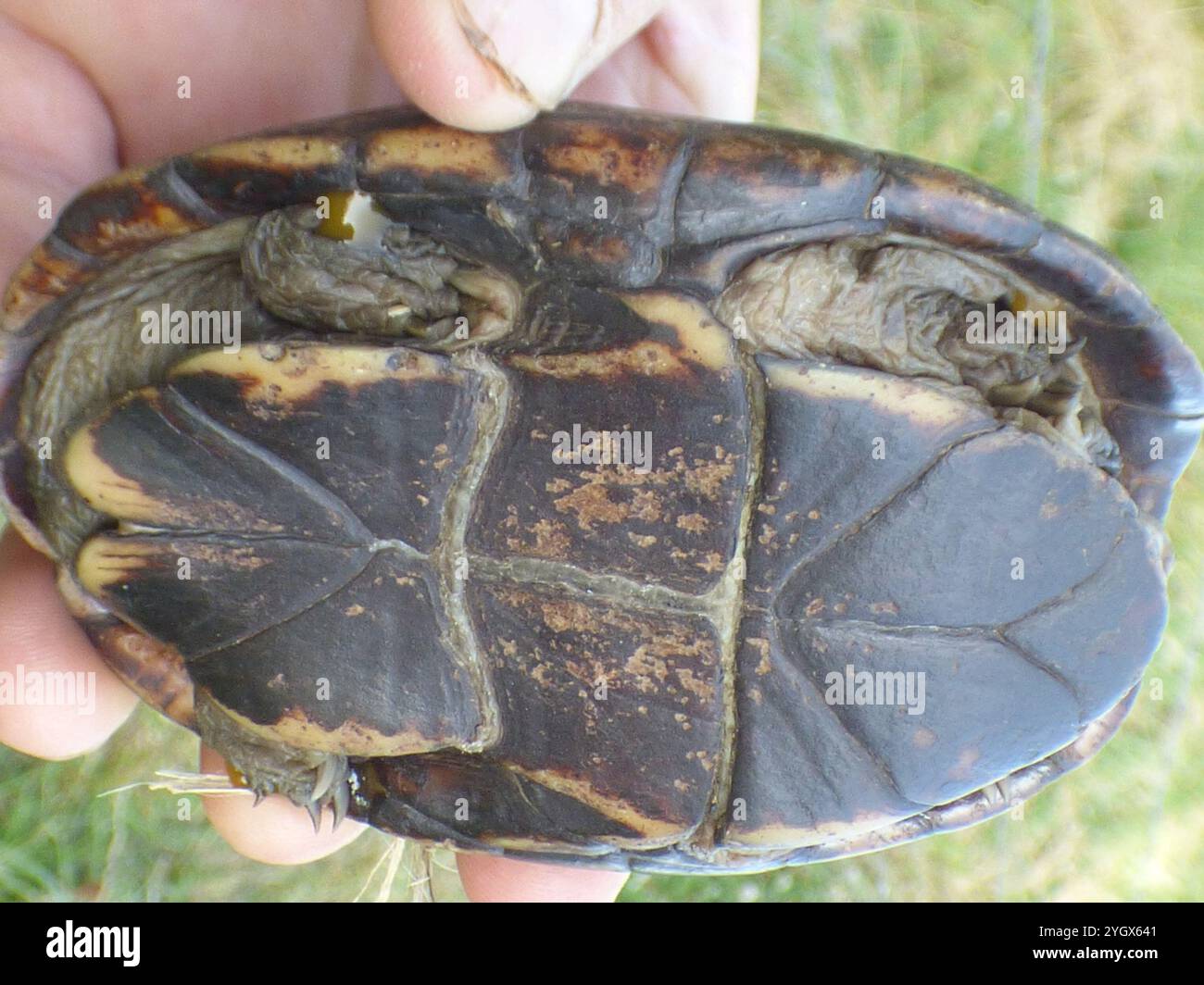 Eastern Mud Turtle (Kinosternon subrubrum Stock Photo - Alamy