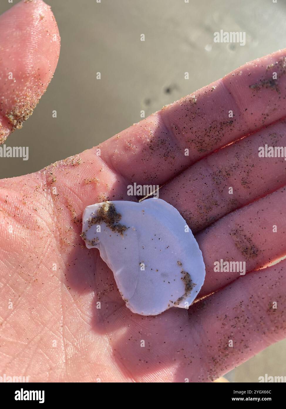 Pacific Razor Clam (Siliqua patula Stock Photo - Alamy