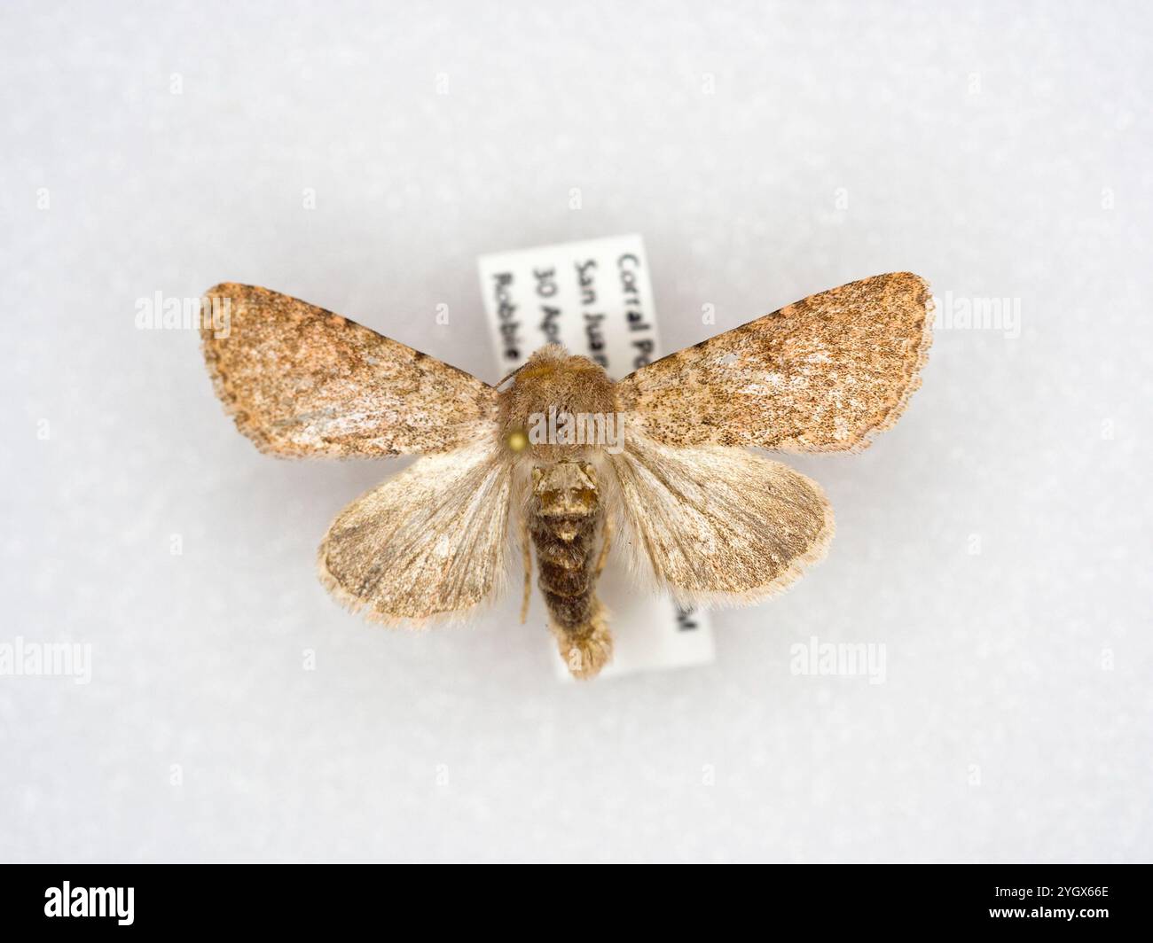 Cutworm Moths and Allies (Noctuidae Stock Photo - Alamy