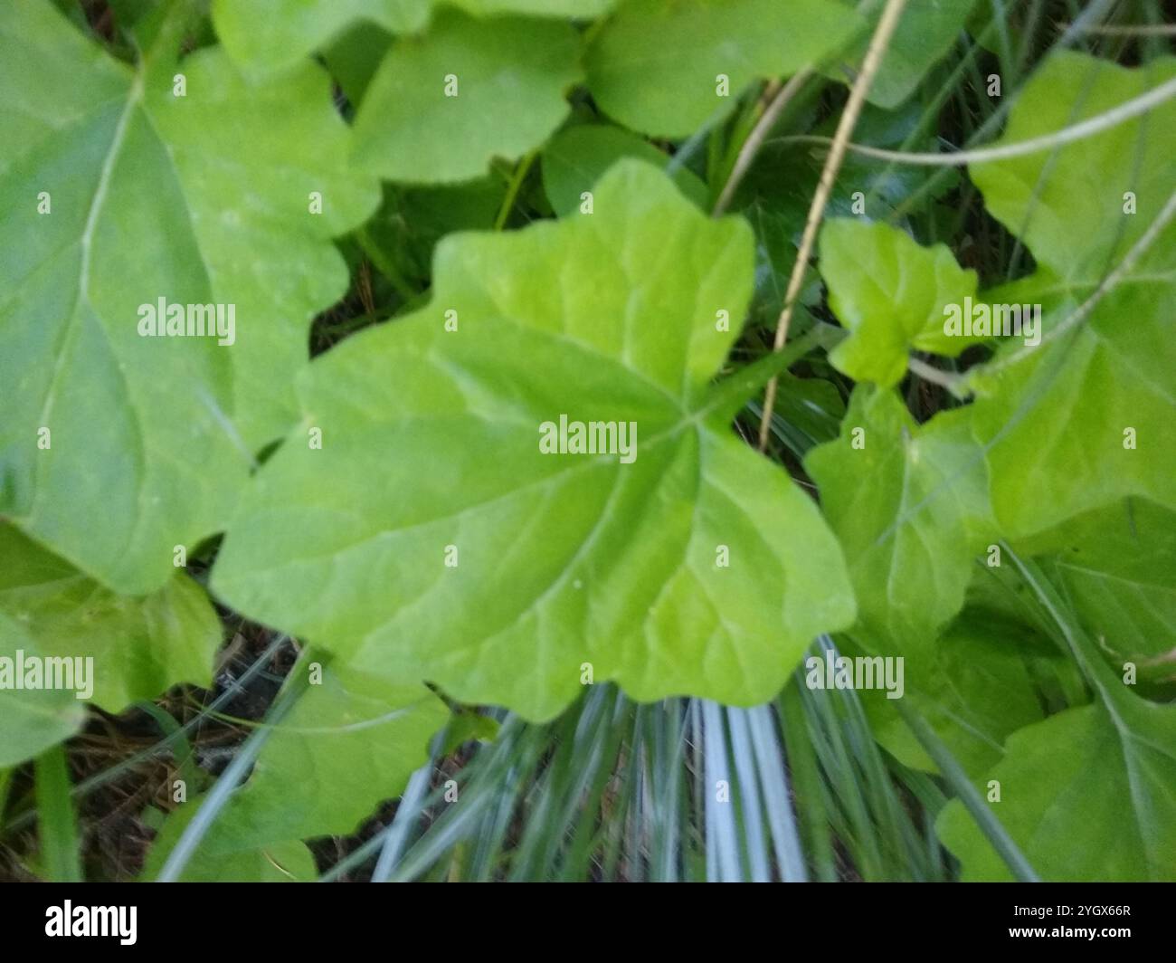 American trailplant (Adenocaulon bicolor Stock Photo - Alamy