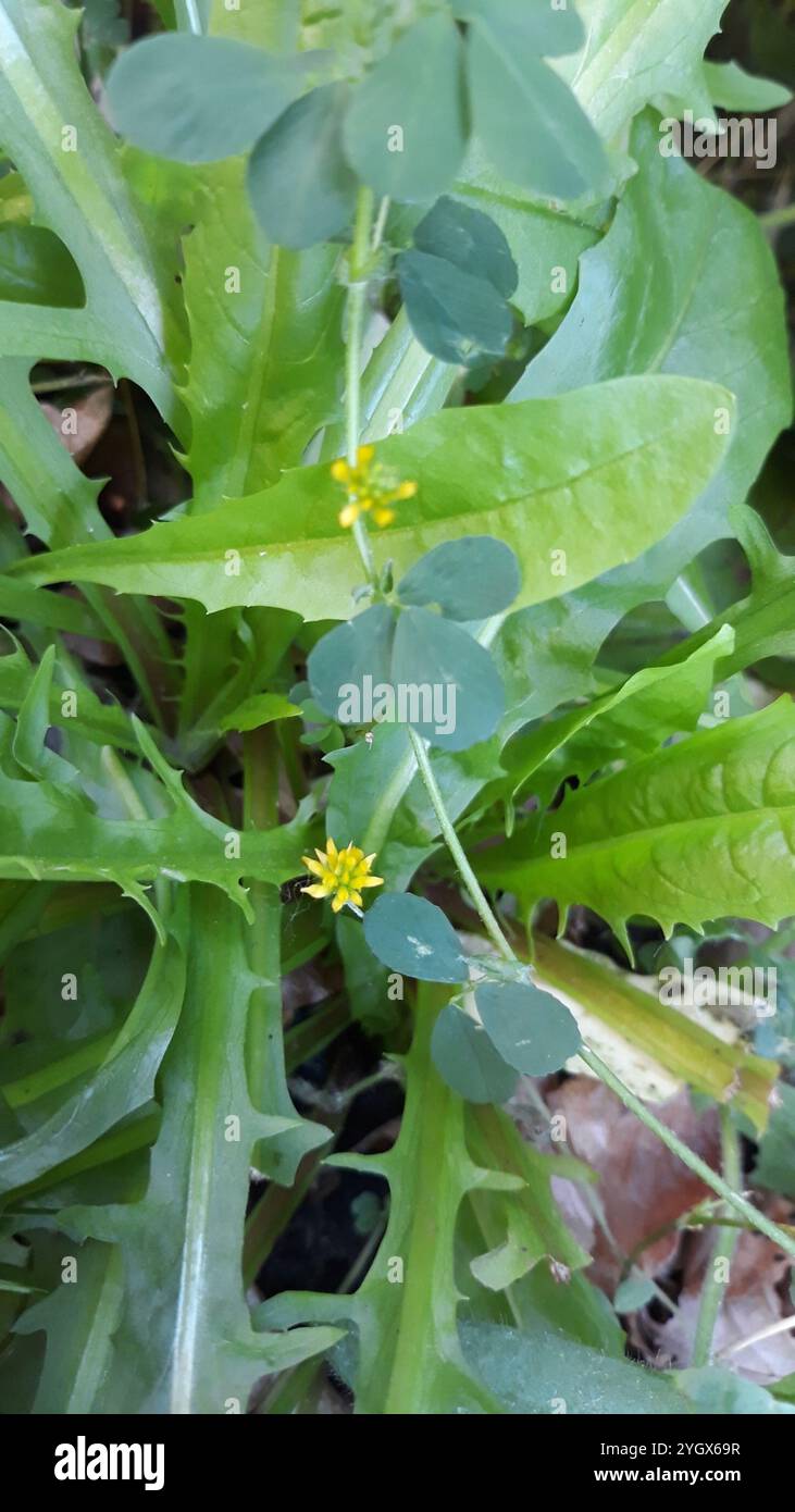 Lesser hop trefoil hi-res stock photography and images - Alamy