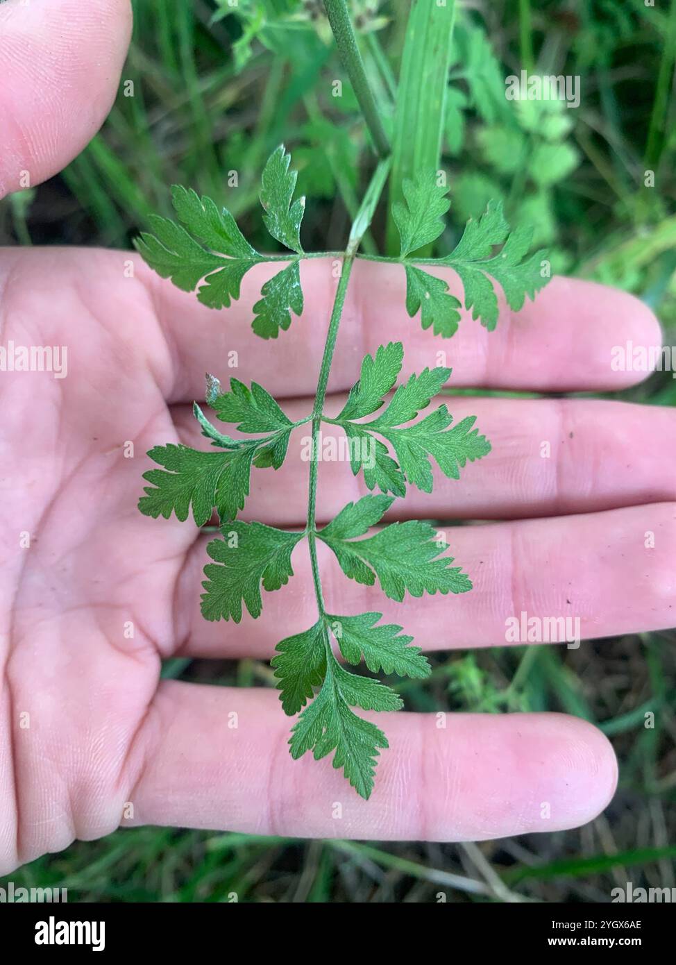 Common hedge parsley hi-res stock photography and images - Alamy