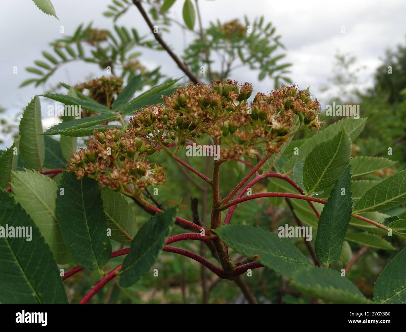 showy mountain-ash (Sorbus decora Stock Photo - Alamy