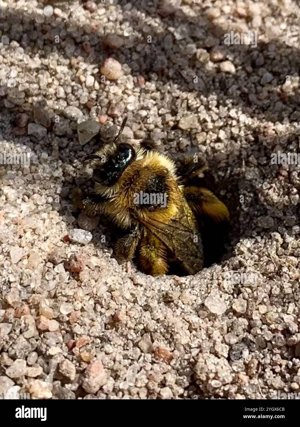 Common Pantaloon Bee (Dasypoda hirtipes Stock Photo - Alamy