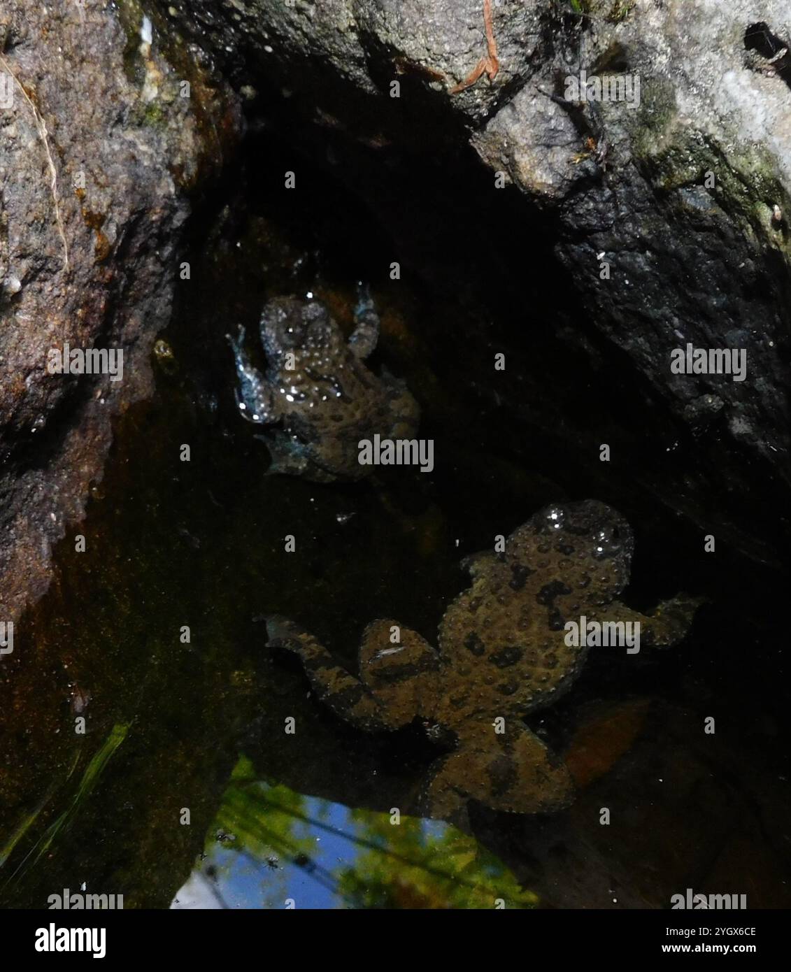 Apennine Yellow-bellied Toad (Bombina variegata pachypus Stock Photo ...