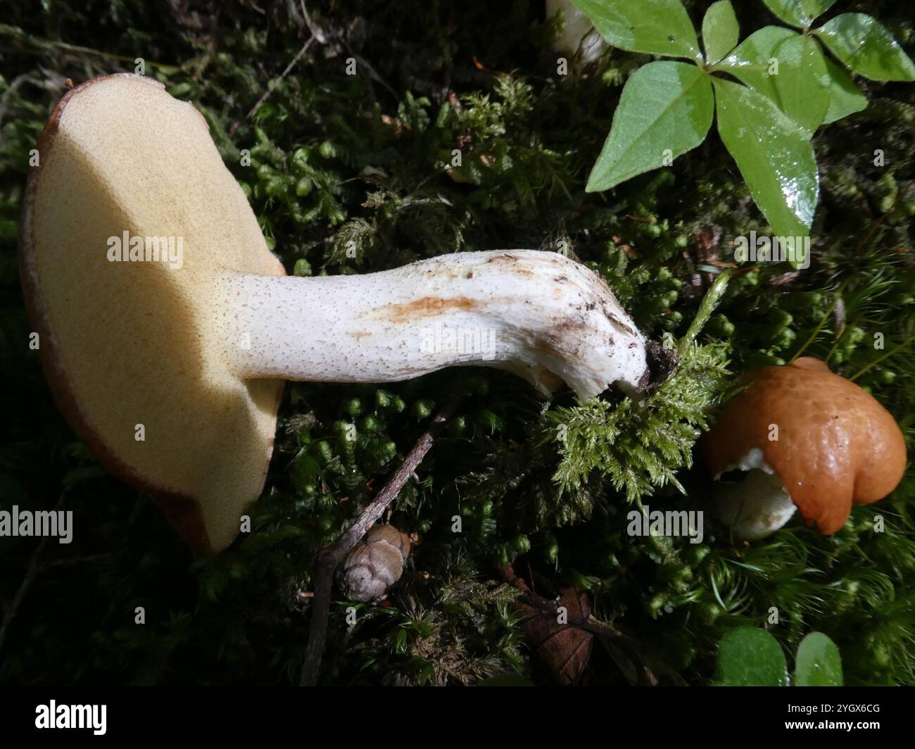 Butterball (Suillus weaverae Stock Photo - Alamy
