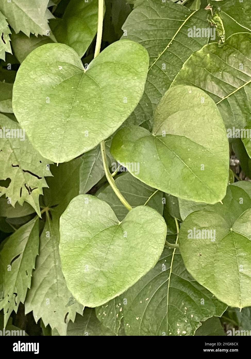 Carolina snailseed (Nephroia carolina Stock Photo - Alamy