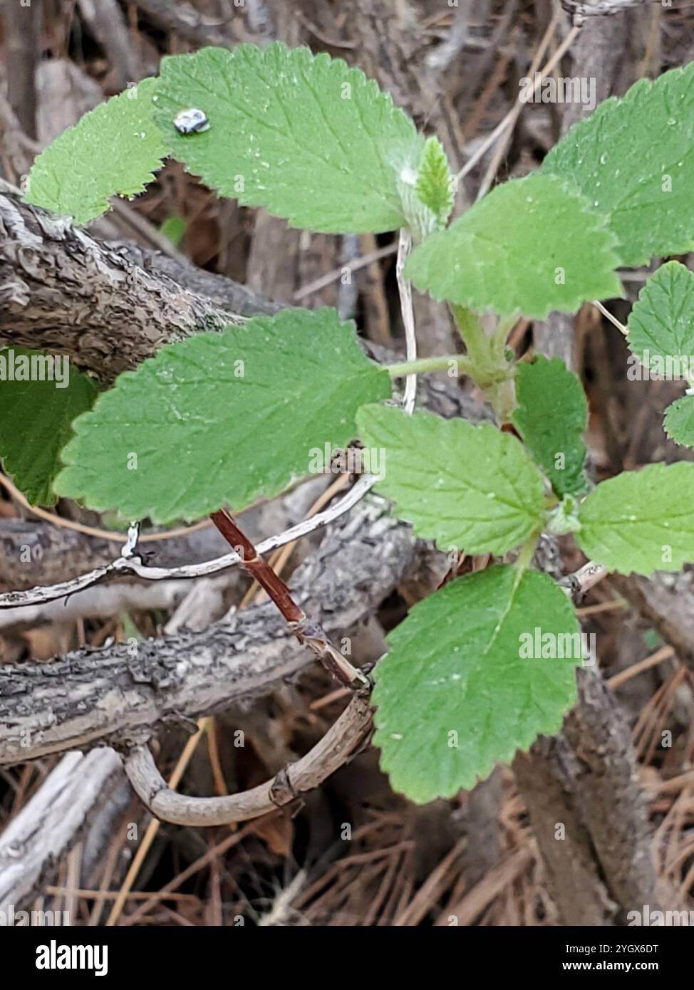 fivepetal cliffbush (Jamesia americana Stock Photo - Alamy