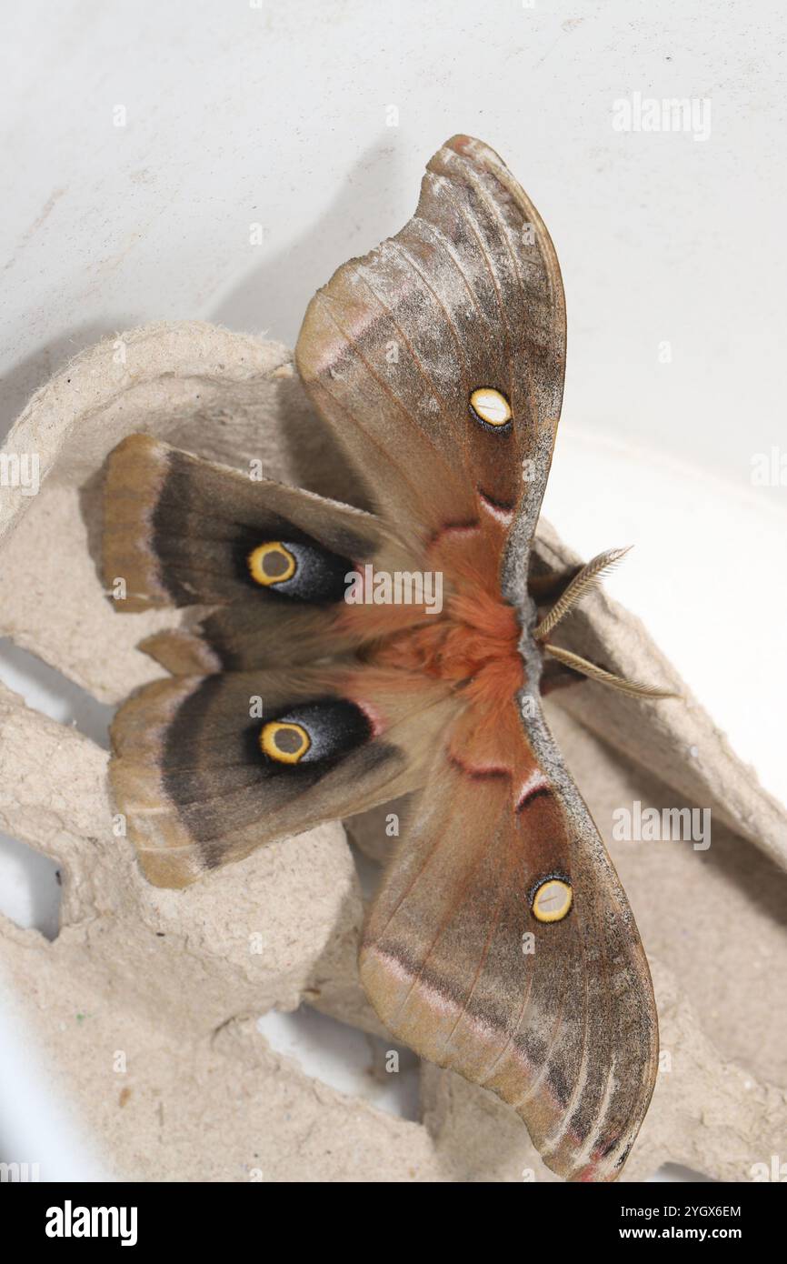 Polyphemus Moth (Antheraea polyphemus Stock Photo - Alamy