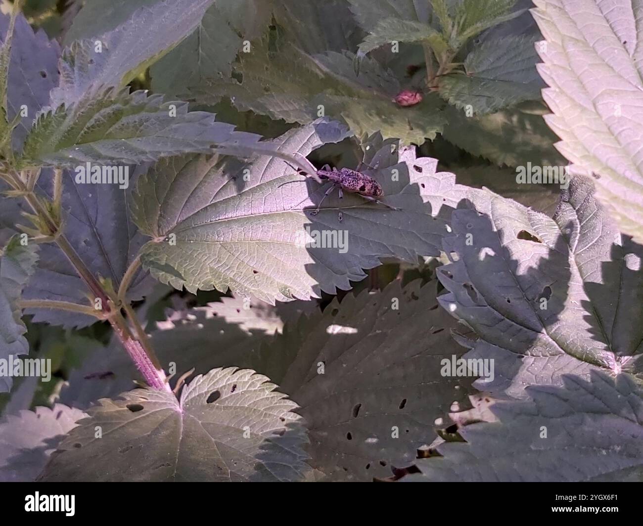 Blackspotted Longhorn Beetle (Rhagium mordax Stock Photo - Alamy