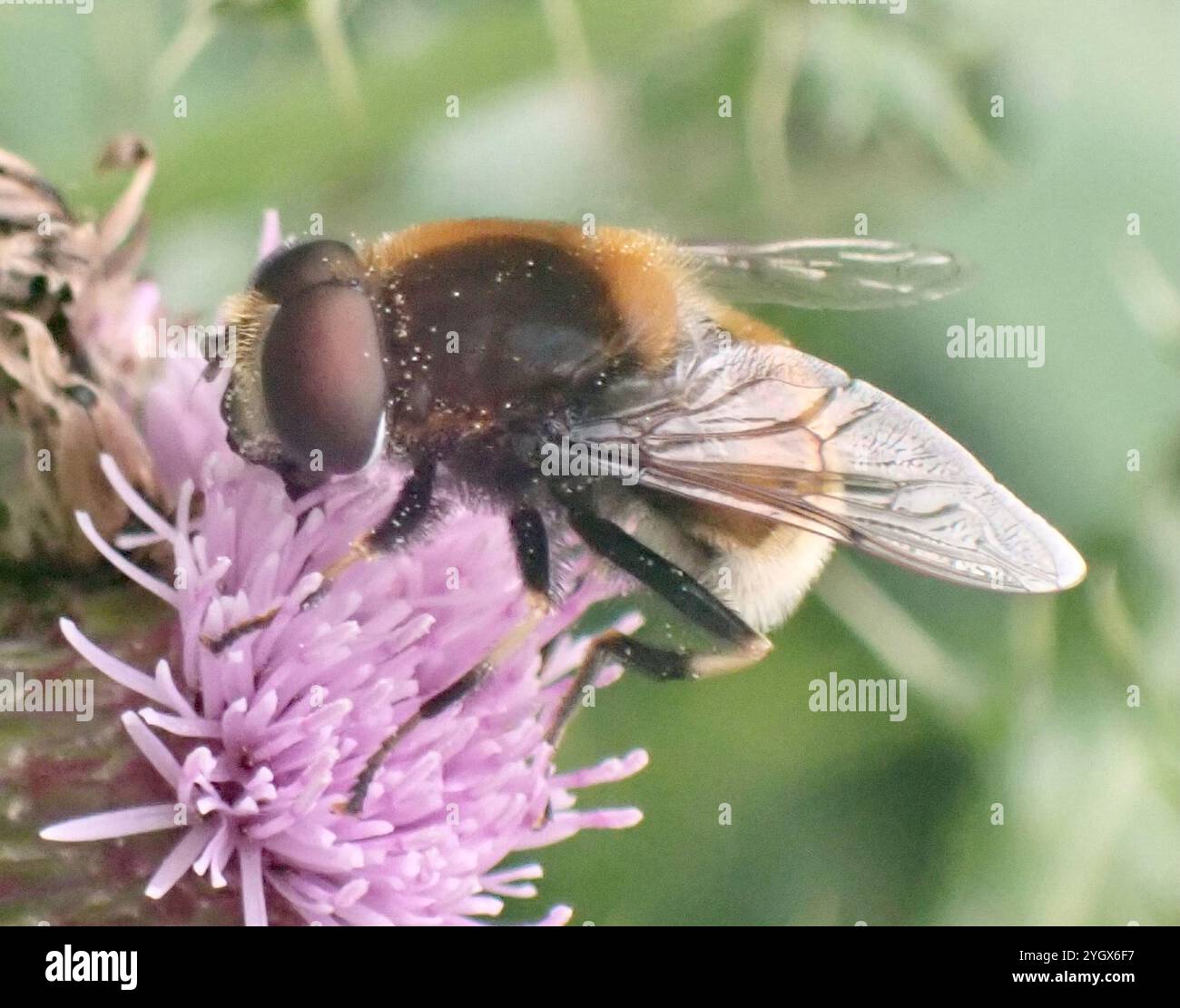 Furry Dronefly (Eristalis intricaria Stock Photo - Alamy