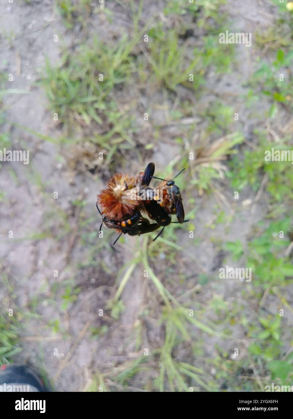 Noble Scoliid Wasp (Scolia nobilitata Stock Photo - Alamy