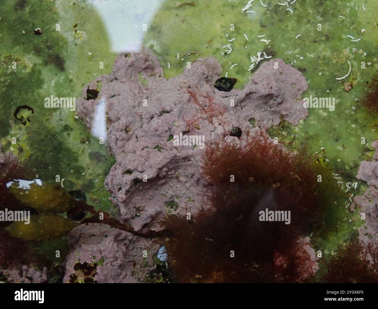 Crustose coralline algae (Lithothamnion Stock Photo - Alamy