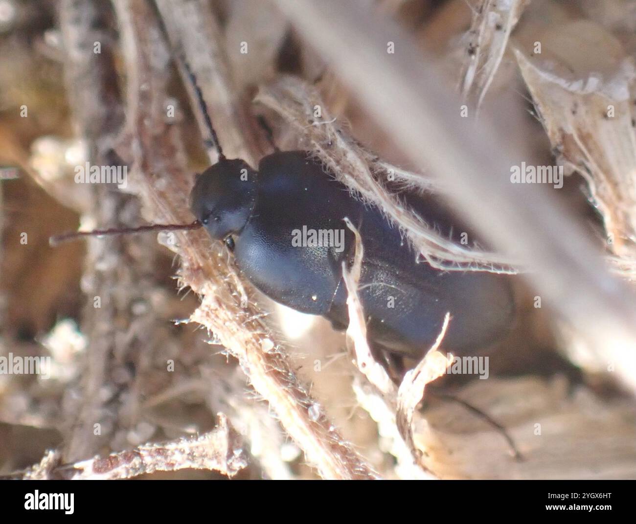 Crypticus hi-res stock photography and images - Alamy