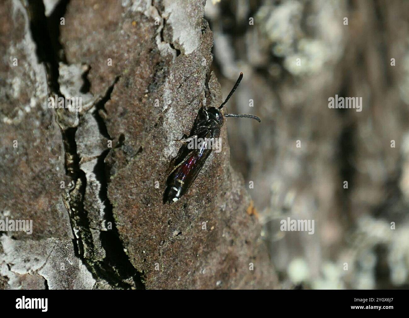Five-spotted Club-horned Wasp (Sapyga quinquepunctata Stock Photo - Alamy