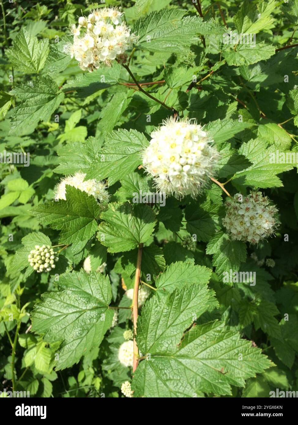 Pacific ninebark (Physocarpus capitatus Stock Photo - Alamy