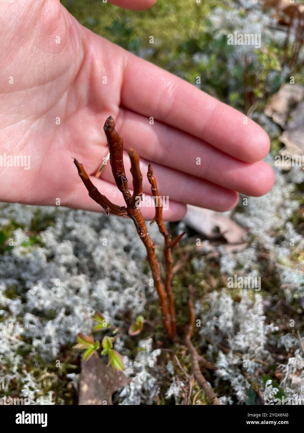 Huckleberry Broom Rust Fungus (Calyptospora columnaris Stock Photo - Alamy