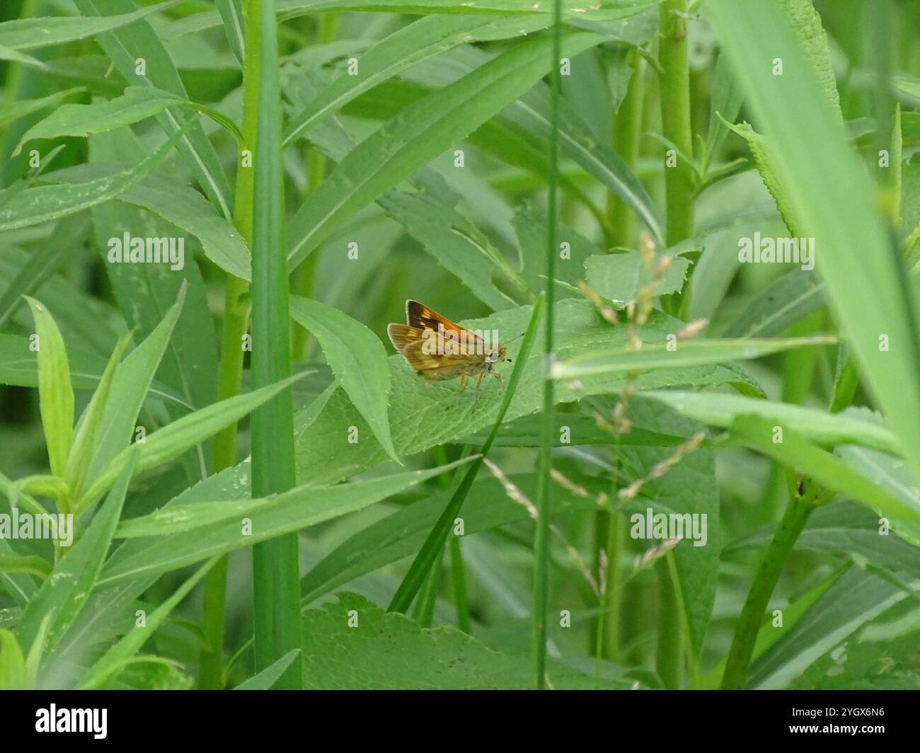 Long Dash (Polites mystic Stock Photo - Alamy