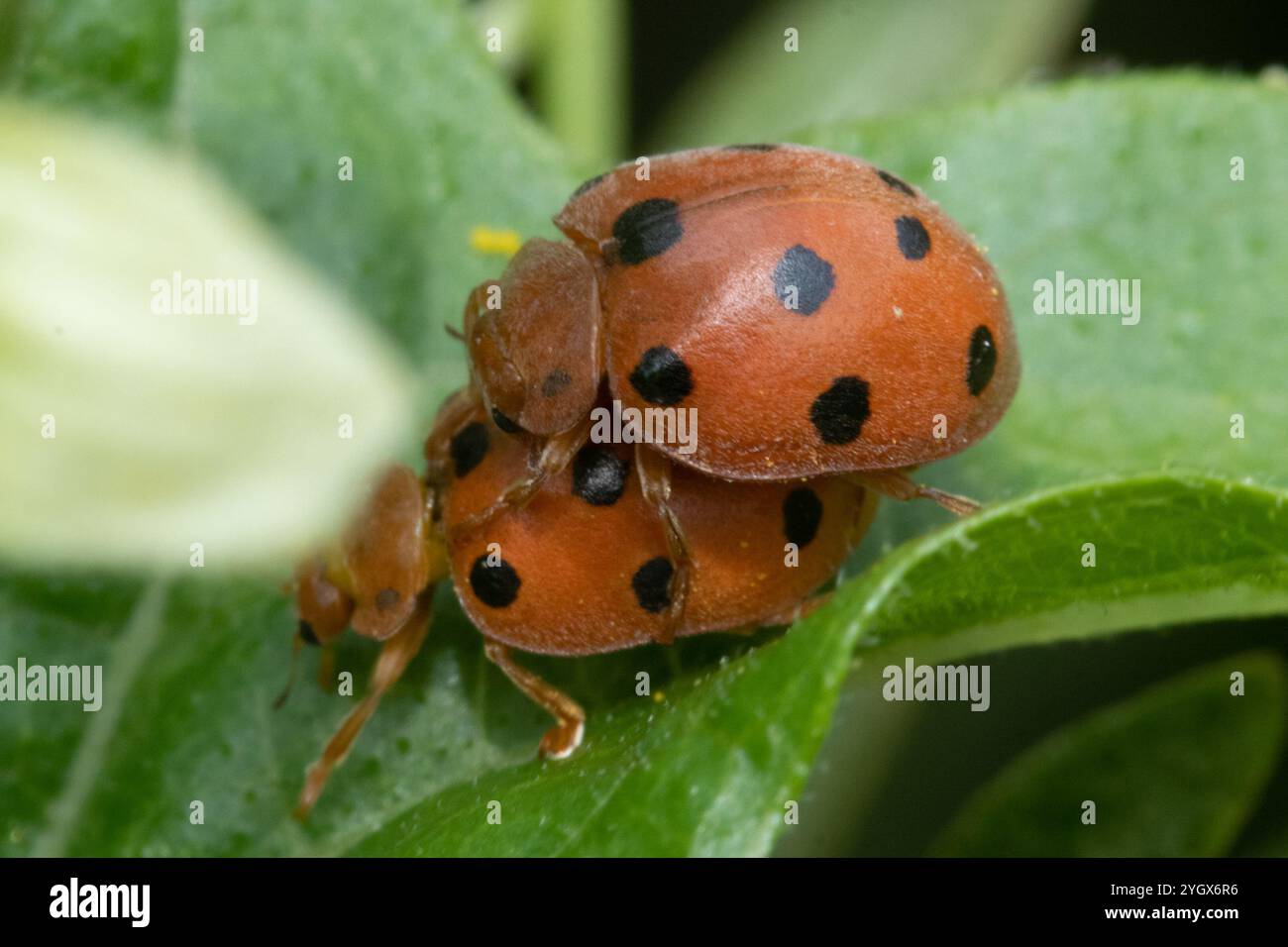 Bryony Ladybird (Henosepilachna argus Stock Photo - Alamy