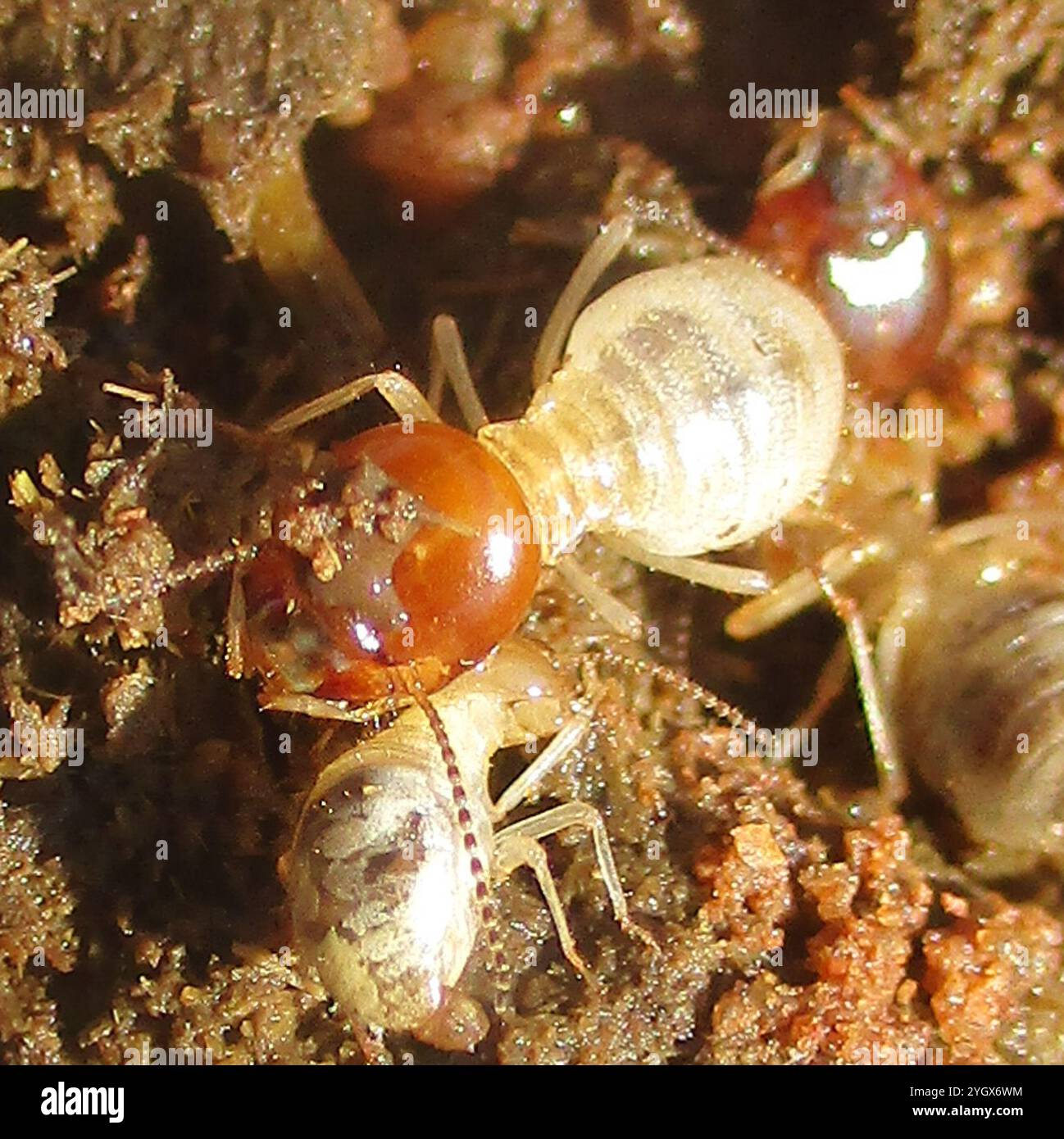Termites fungus hi-res stock photography and images - Alamy