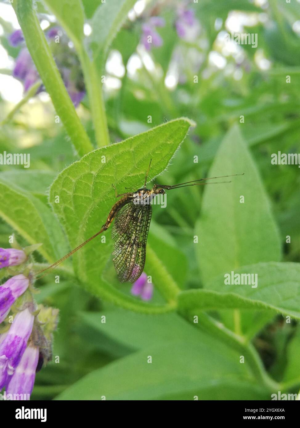 Drake Mackerel (Ephemera vulgata Stock Photo - Alamy