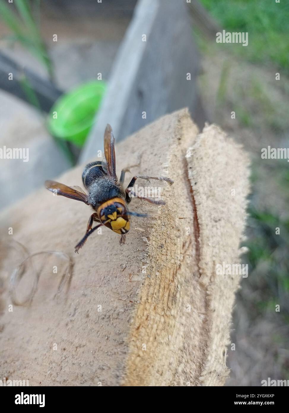 (Vespa crabro altaica Stock Photo - Alamy