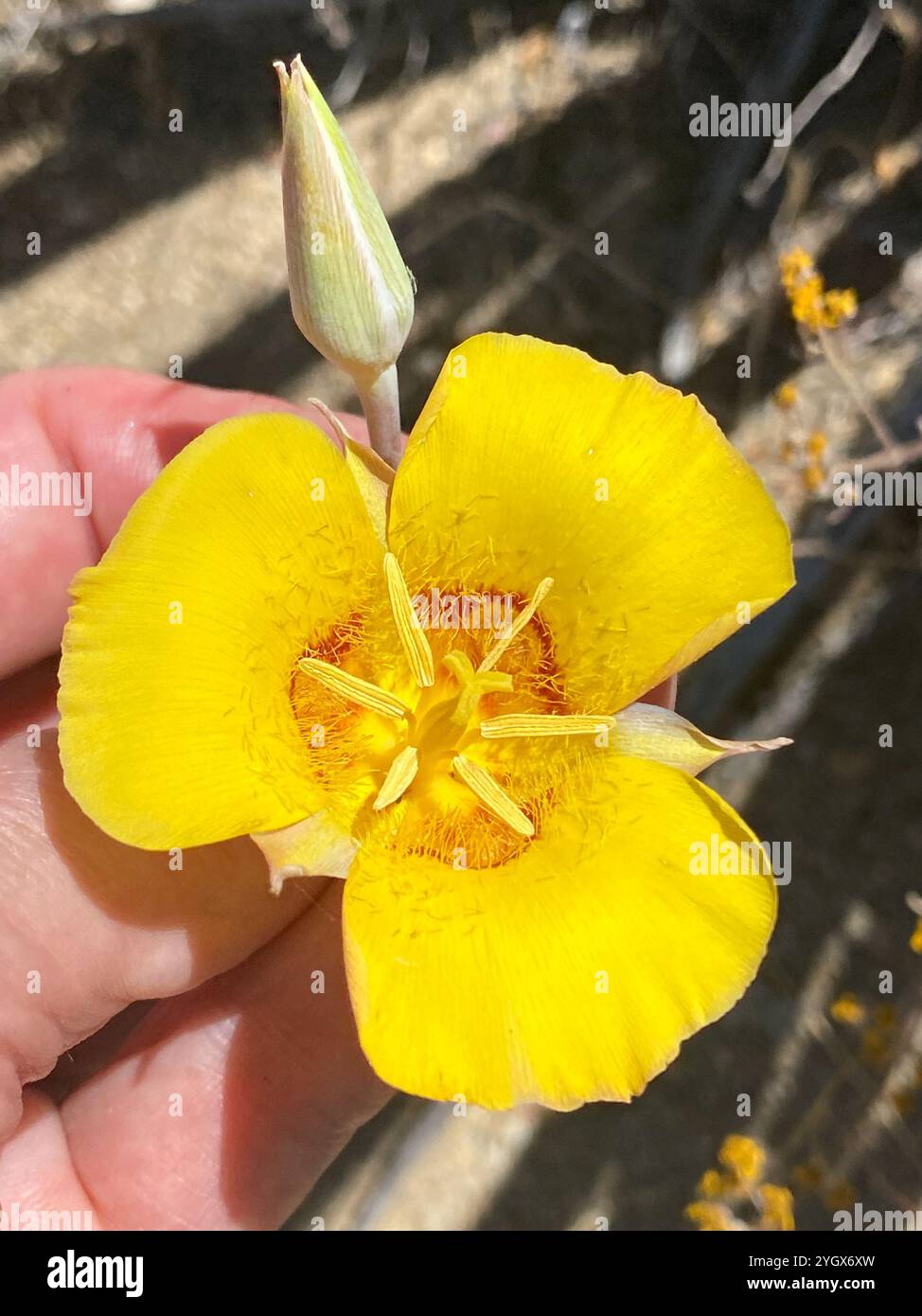 goldenbowl mariposa lily (Calochortus concolor Stock Photo - Alamy