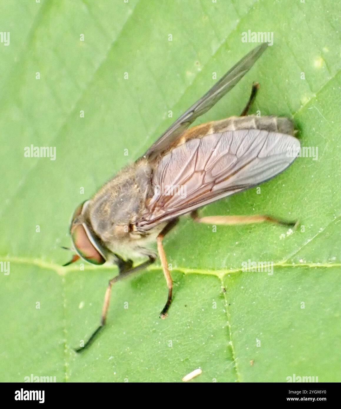 True Horse Flies (Tabanus Stock Photo - Alamy