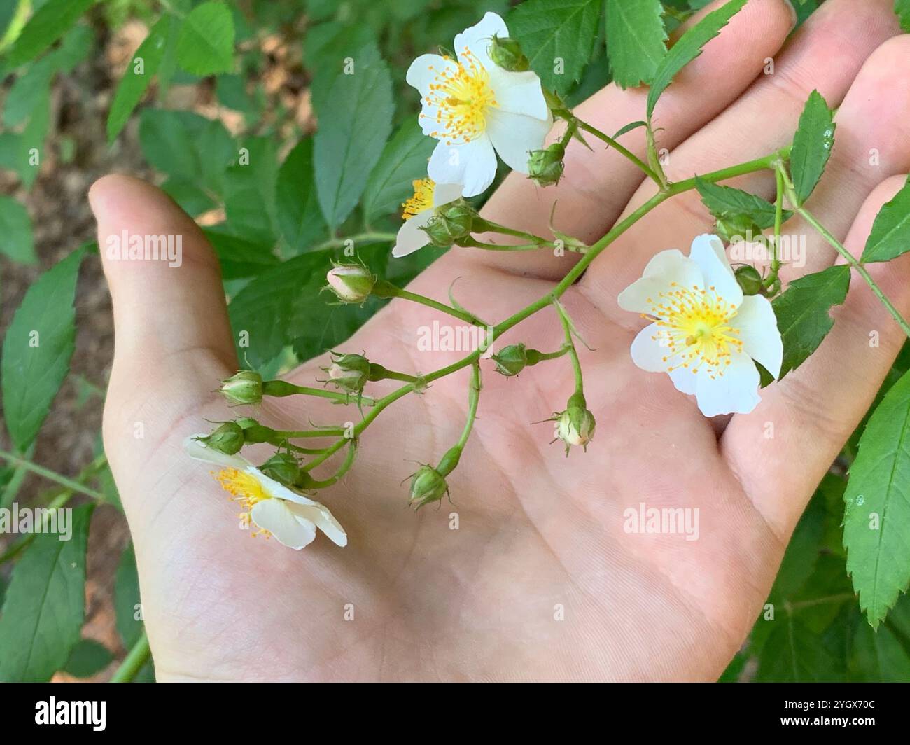 multiflora rose (Rosa multiflora Stock Photo - Alamy