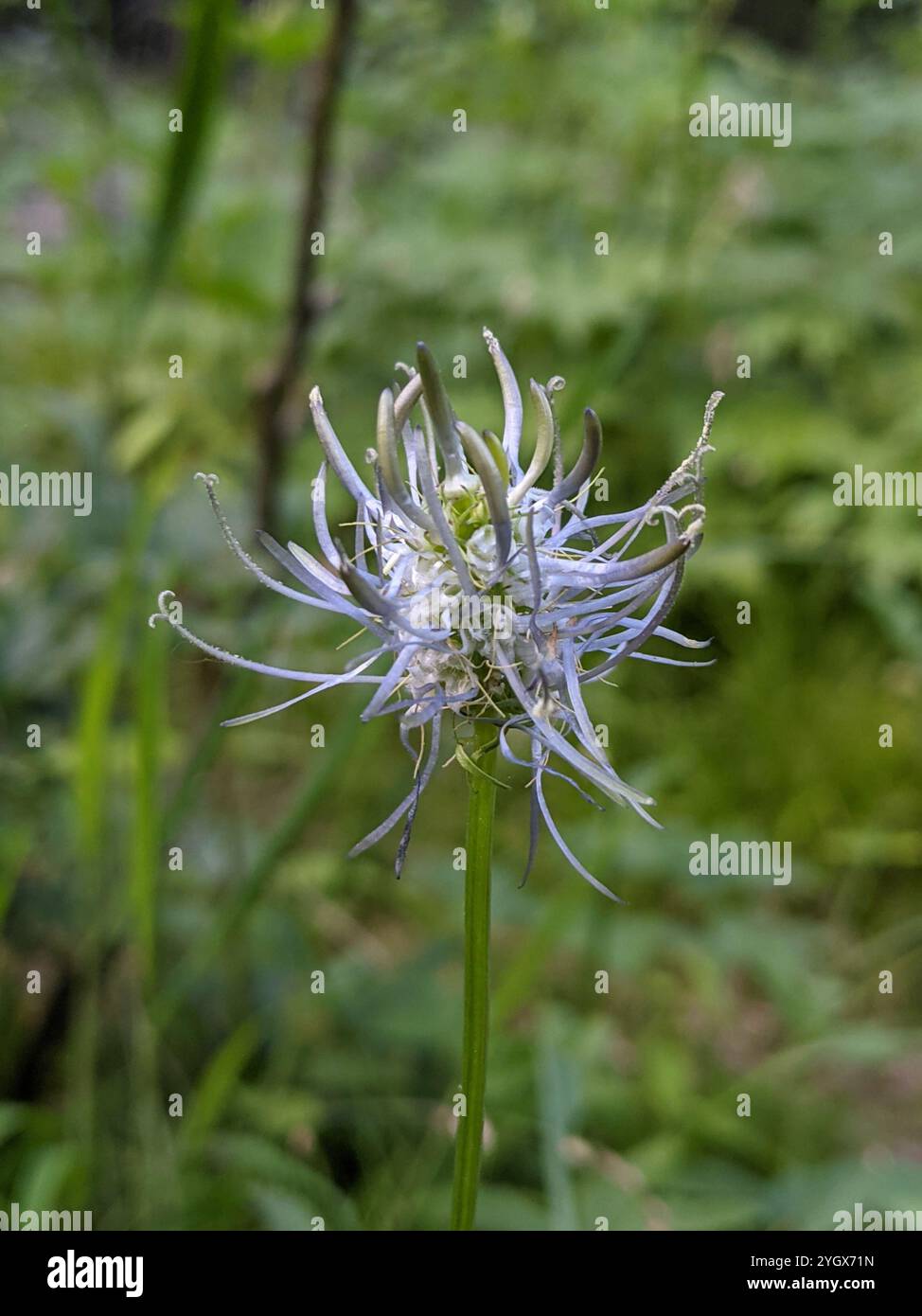 Spiked rampion (Phyteuma spicatum Stock Photo - Alamy
