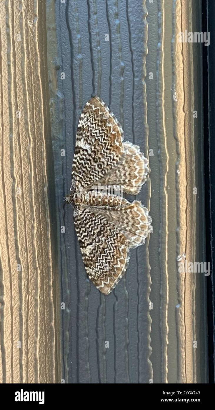 Scallop Shell Moths (Hydria undulata Stock Photo - Alamy