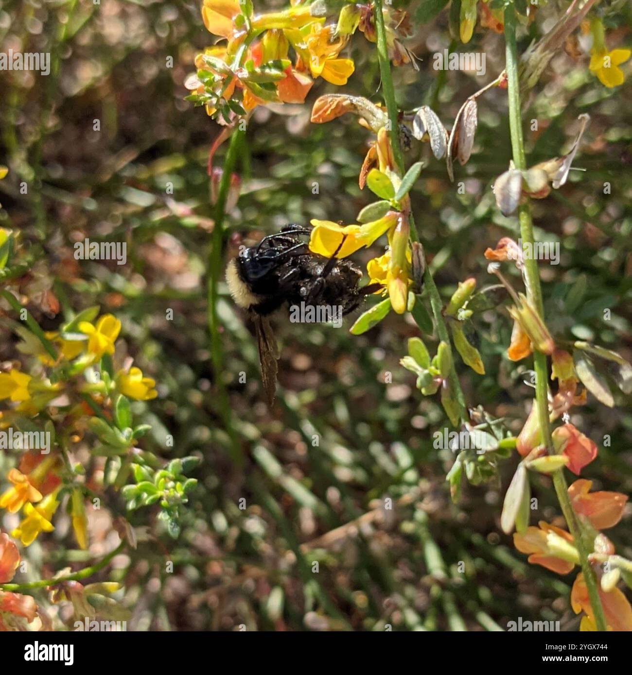 California Bumble Bee (Bombus californicus Stock Photo - Alamy
