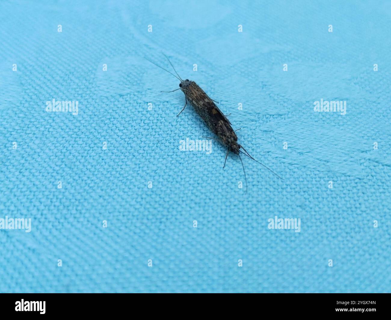Hydropsyche hi-res stock photography and images - Alamy