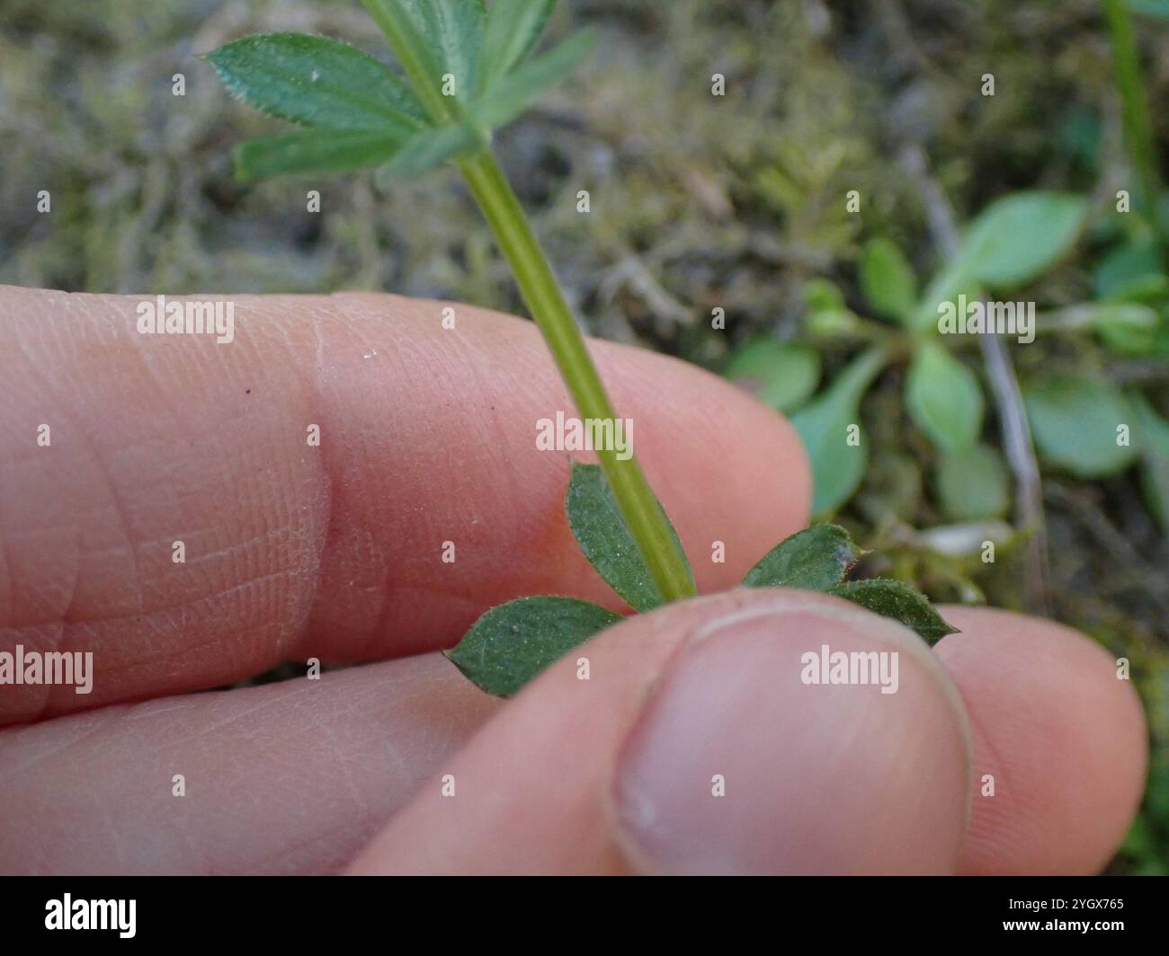 fragrant bedstraw (Galium triflorum Stock Photo - Alamy